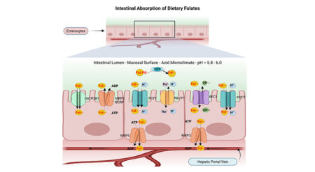 Intestinal Absorption of Dietary Folates | Fratnow