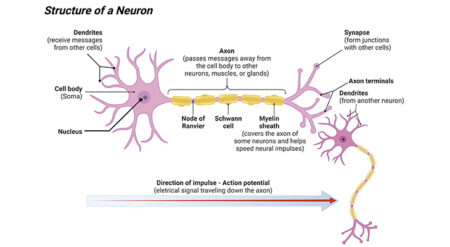 The Neurotypical Brain vs. the Autistic Brain: Brain Structure in ASD