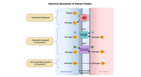Intestinal Absorption of Dietary Folates | Fratnow