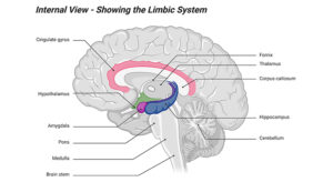 The Neurotypical Brain vs. the Autistic Brain: Brain Structure in ASD