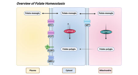 Folate transporters in folate homeostasis | Intestinal absorption