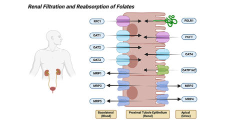 Folate transporters in folate homeostasis | Intestinal absorption