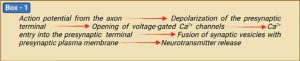 Exploring the Neurotypical Brain vs. the Autistic Brain
