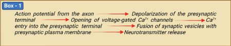 Exploring the Neurotypical Brain vs. the Autistic Brain