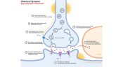 Exploring the Neurotypical Brain vs. the Autistic Brain
