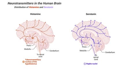 Exploring the Neurotypical Brain vs. the Autistic Brain