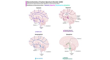 The Neurotypical Brain versus the Autistic Brain - Chemistry